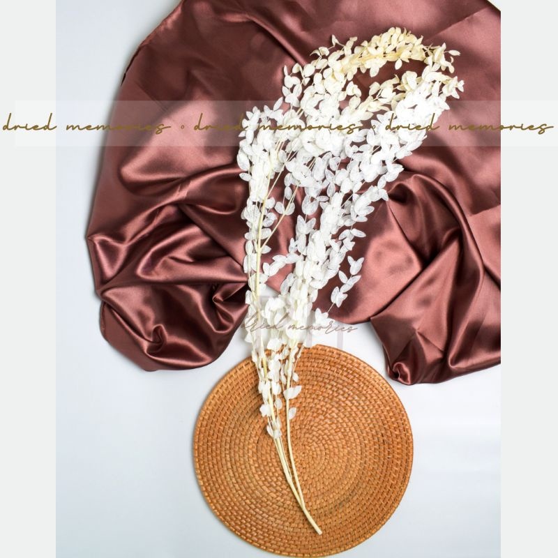 Dried Parvi / Parvifolia Flower Home Decor Real Flower Dried Memories ...