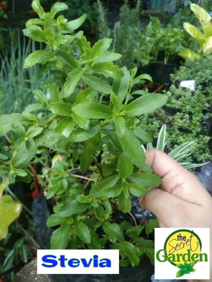 Stevia Herbal Plant with FREE garden soil (Live plant and Herbal plant ...