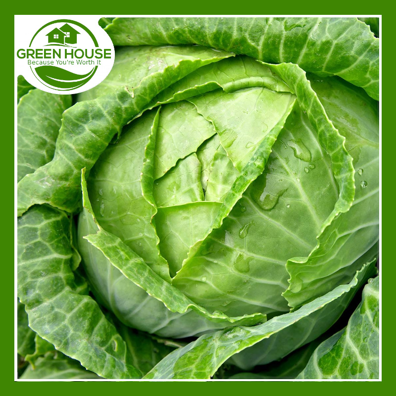 [Green House] Repolyo / Cabbage Seeds for Planting Vegetable Plants (50 ...