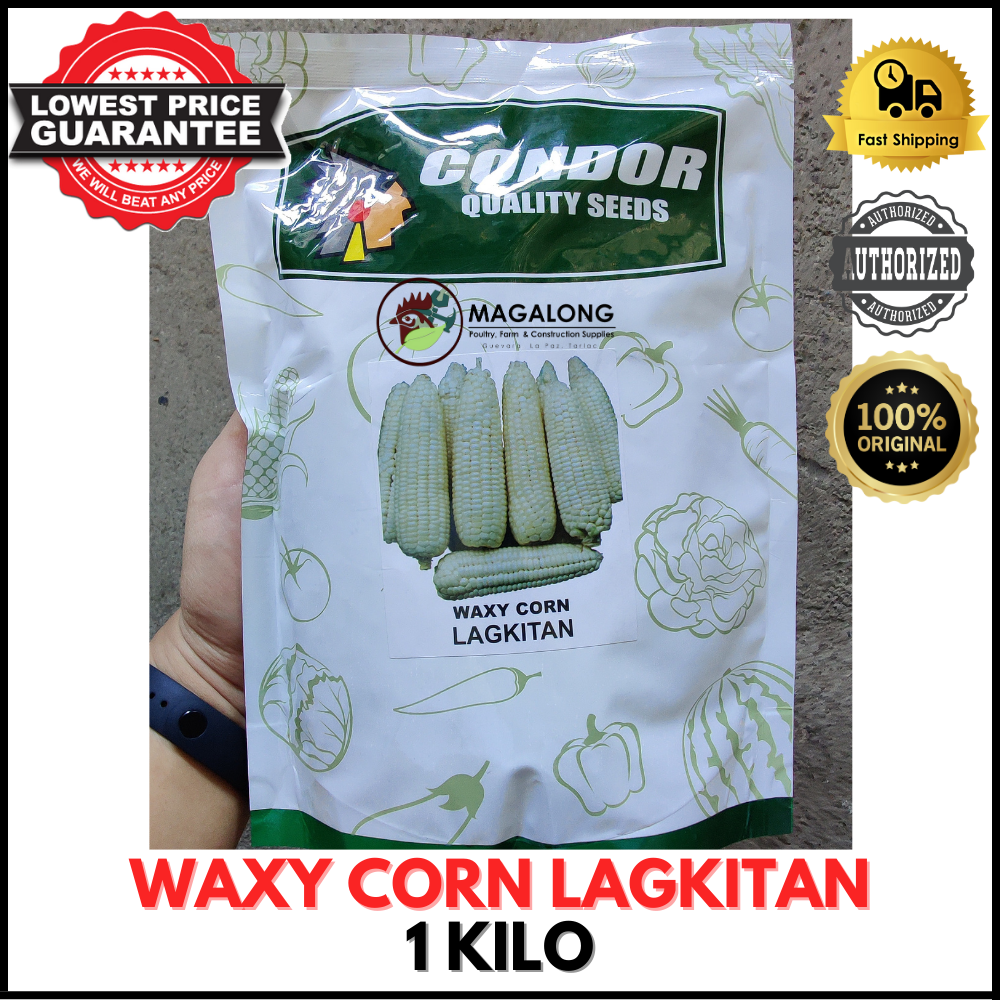 CONDOR SEEDS - WAXY CORN - LAGKITAN - 1 KILO | Lazada PH