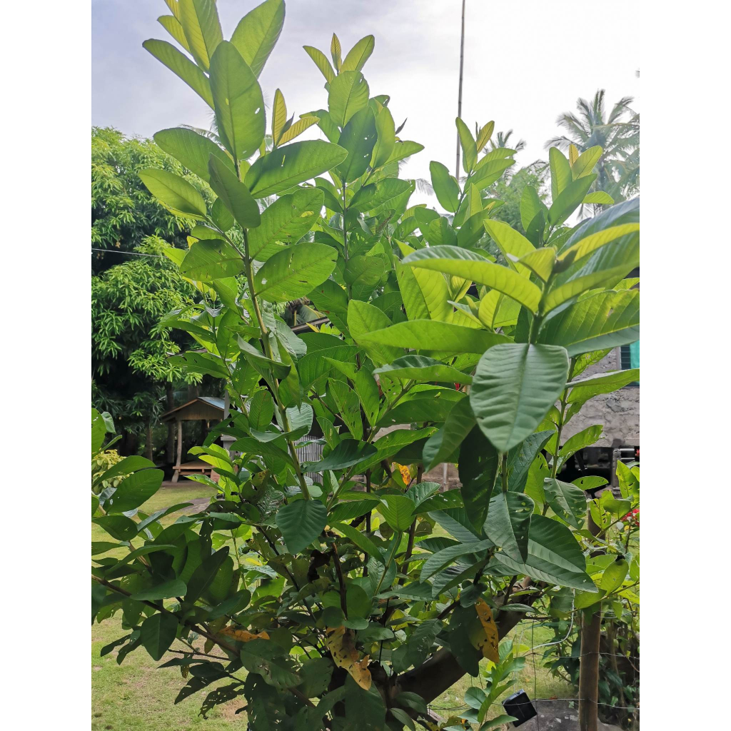 Dahon ng Bayabas /Fresh Guava/Bayabas Leaves / 50pcs for 15Php | Lazada PH