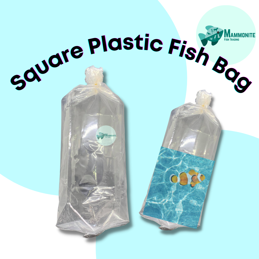 Aquarium Thick Square Plastic Fish Bag 16cm 45cm | Lazada PH