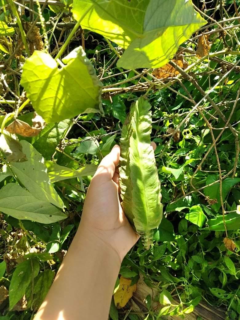 Winged Beans 3 Seeds Binhi Pantanim Sigarilyas Kalamismis Outdoor Vine ...