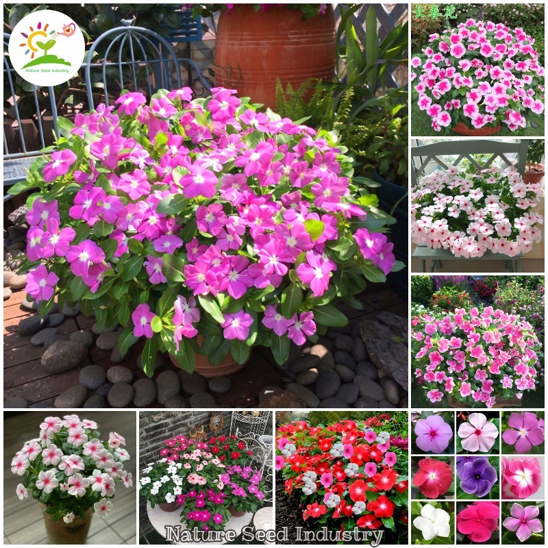 50Pcs Seeds/pack Color Mixing Periwinkle Seeds Gardening Flower Seeds ...