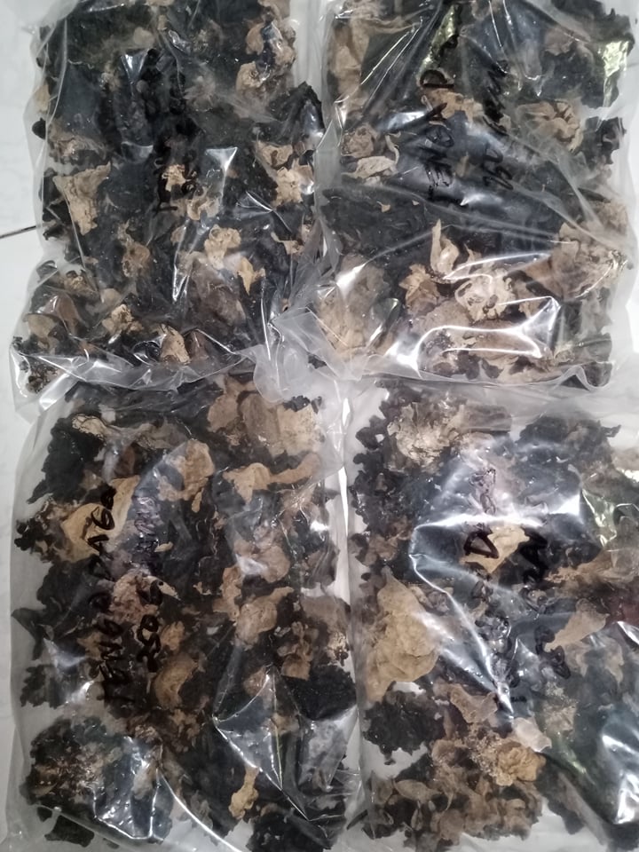 1 Kilogram Tenga ng Daga Black Fungus Mushroom 1 kg Black Fungus Tenga ...