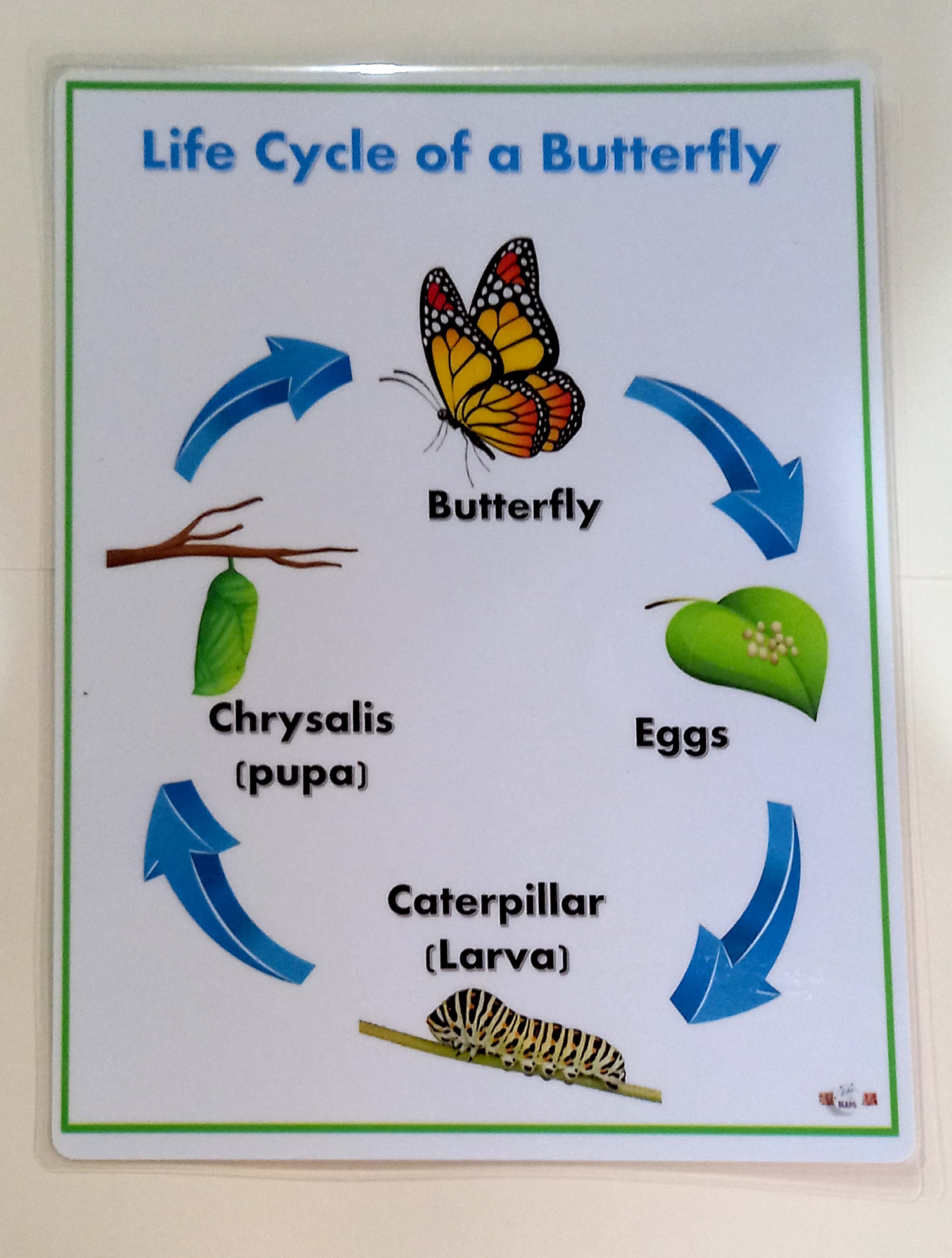 Butterfly Chart For Kids