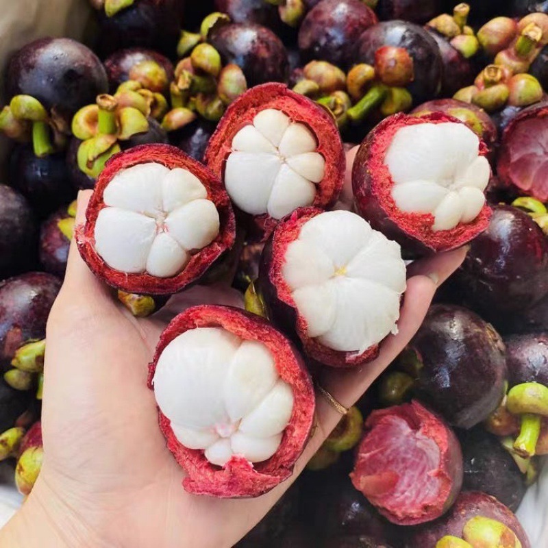 Mangosteen Seeds