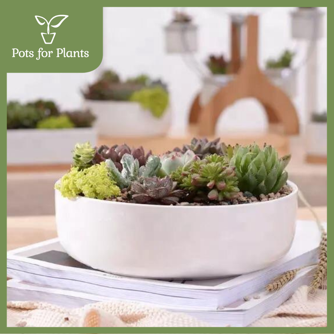 Round Porcelain Succulent Bonsai Dish - Pots for Plants | Lazada PH