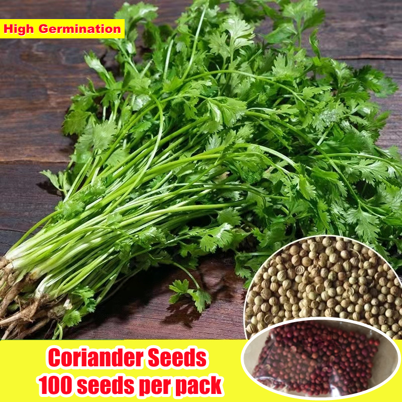 Fresh Coriander Seeds for Sale (100seeds) Chinese Parsley /Cilantro Seeds for Planting ...
