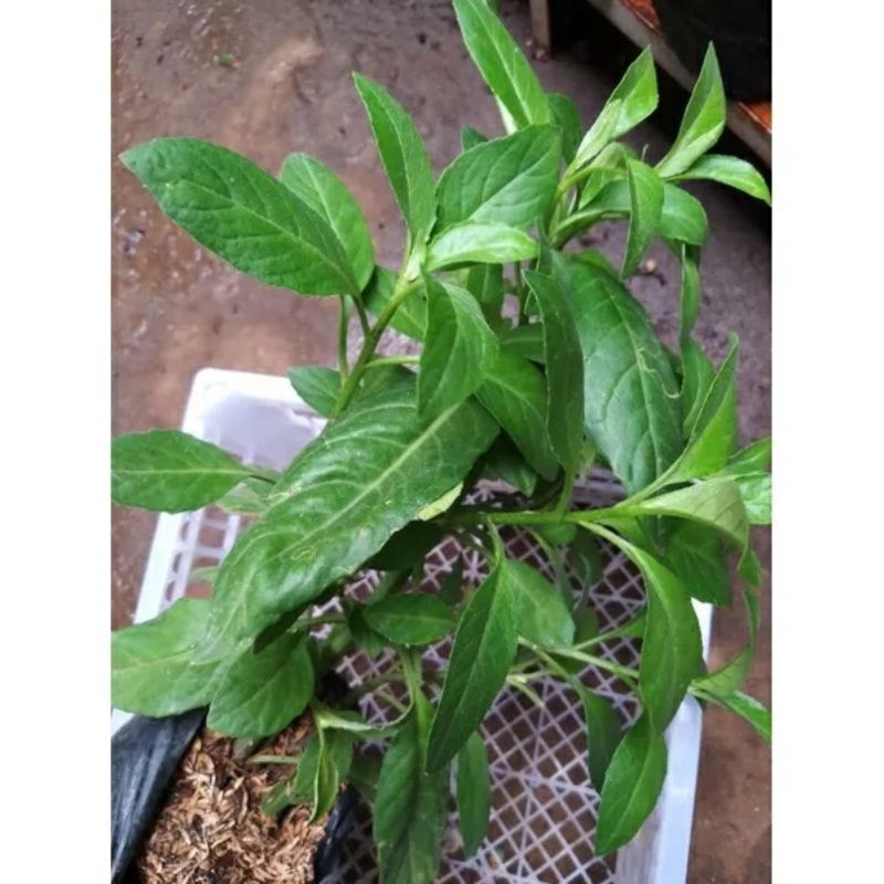 Ashitaba Gynura procumbens/Sabungai/Leaves of Gods/Longevity Spinach ...