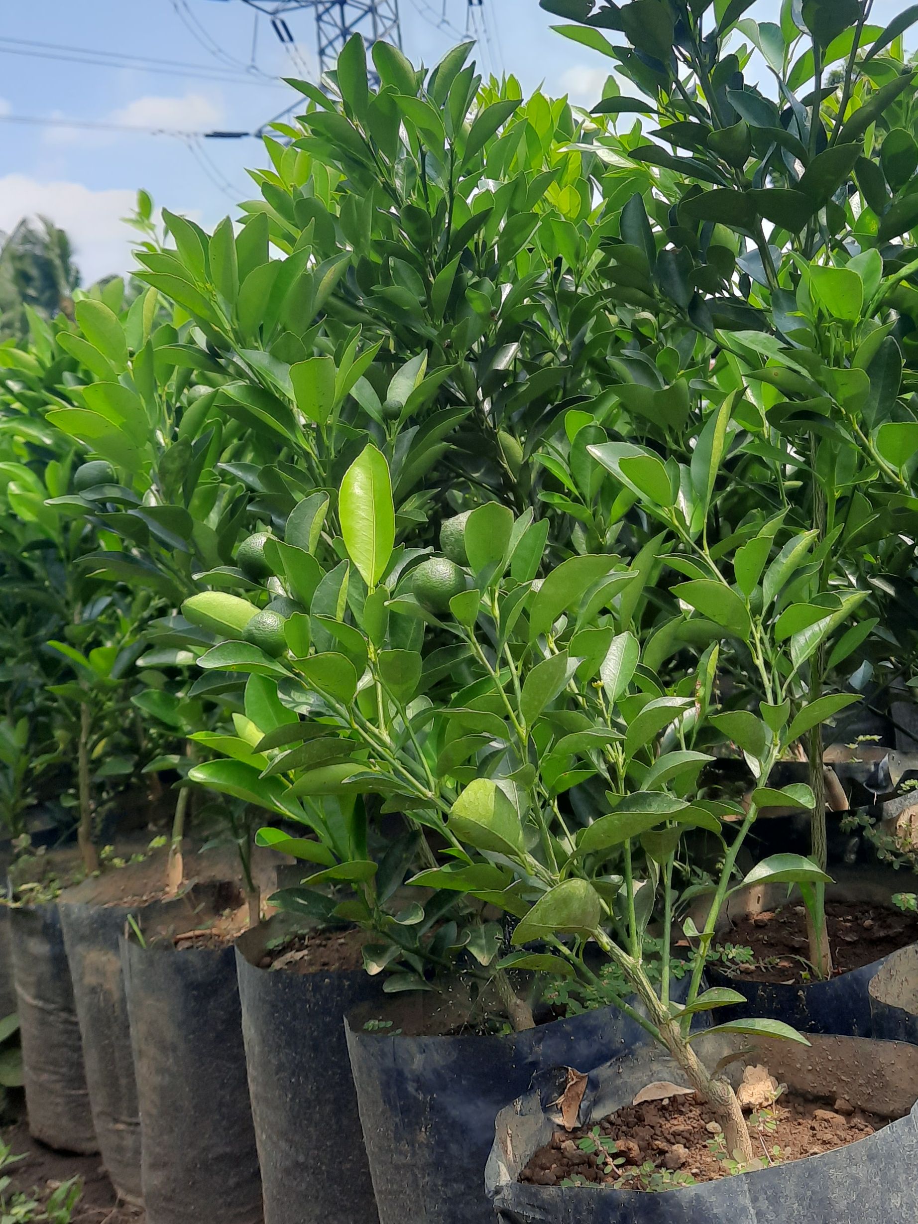 Calamansi seedling (live plant, fruitings depend on availability ...