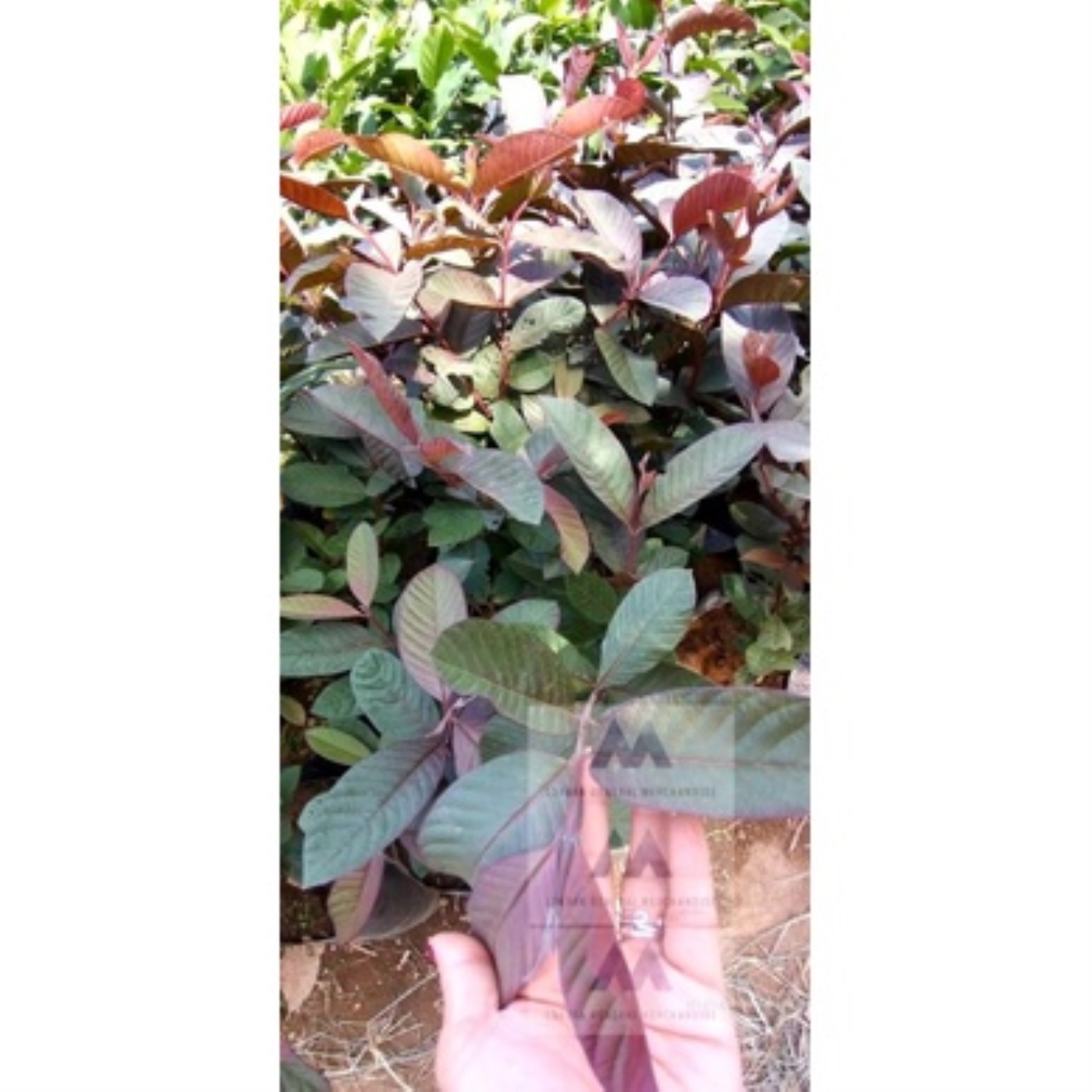 Malaysian Red Guava tree seedlings | Lazada PH