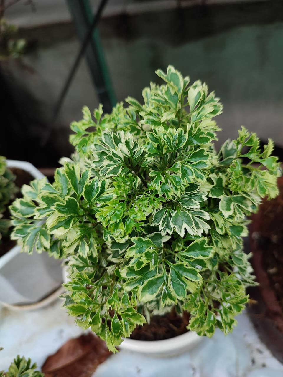 Dwarf Papua with FREE plastic pot, pebbles and soil. Real Plants not ...