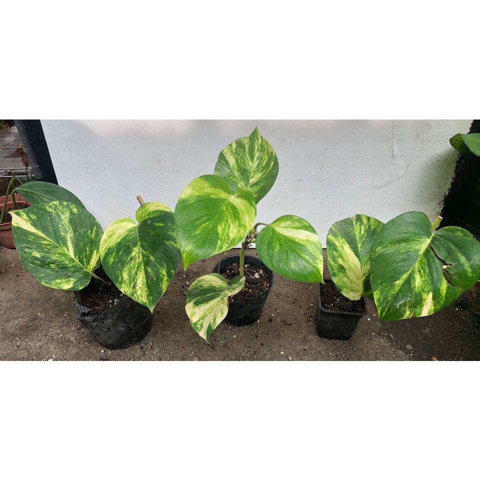 giant golden pothos live plant aroid epipremnum aureum well established ...