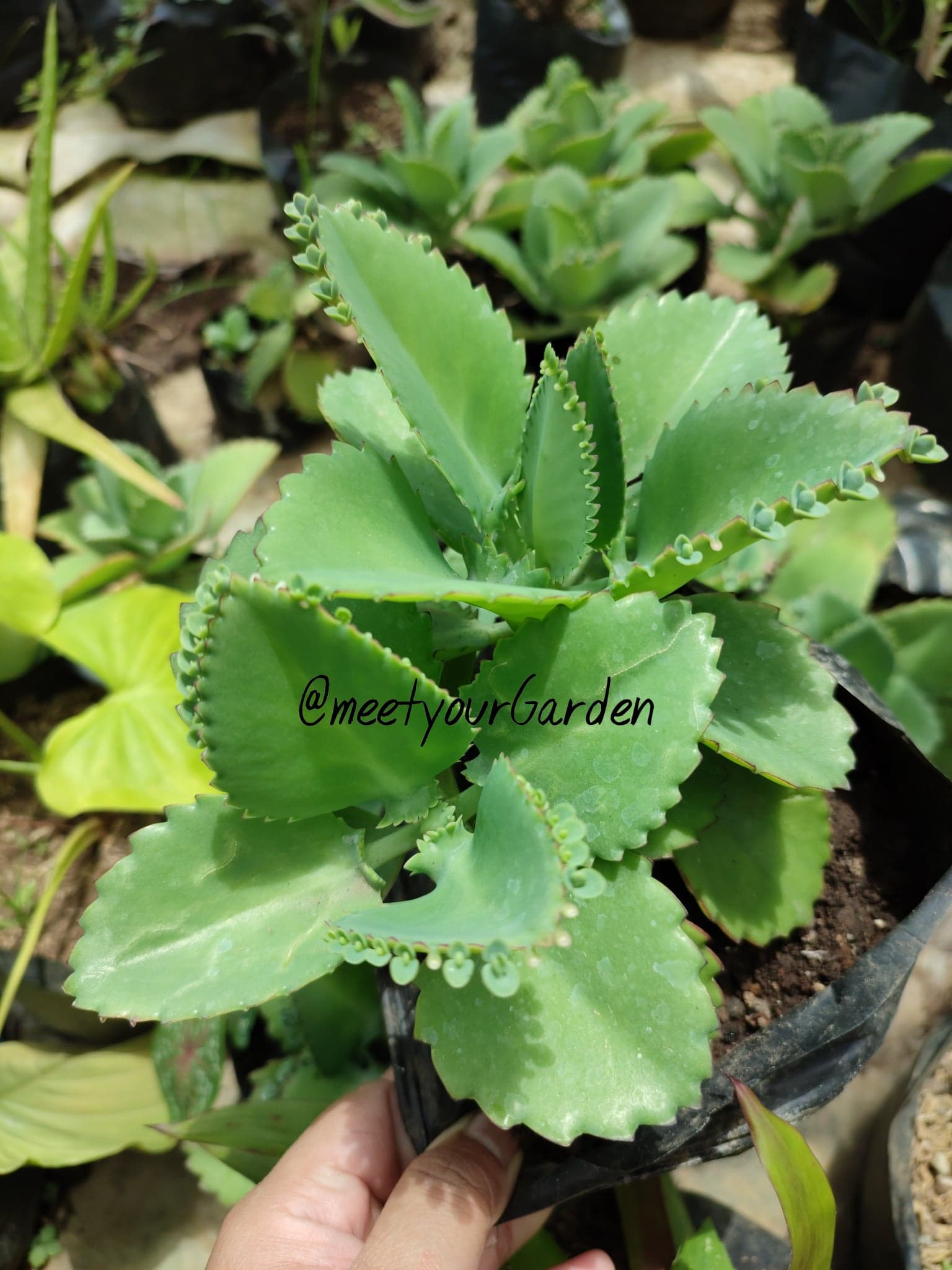 Kataka taka Plant or Miracle Plant with FREE white plastic pot, pebbles ...