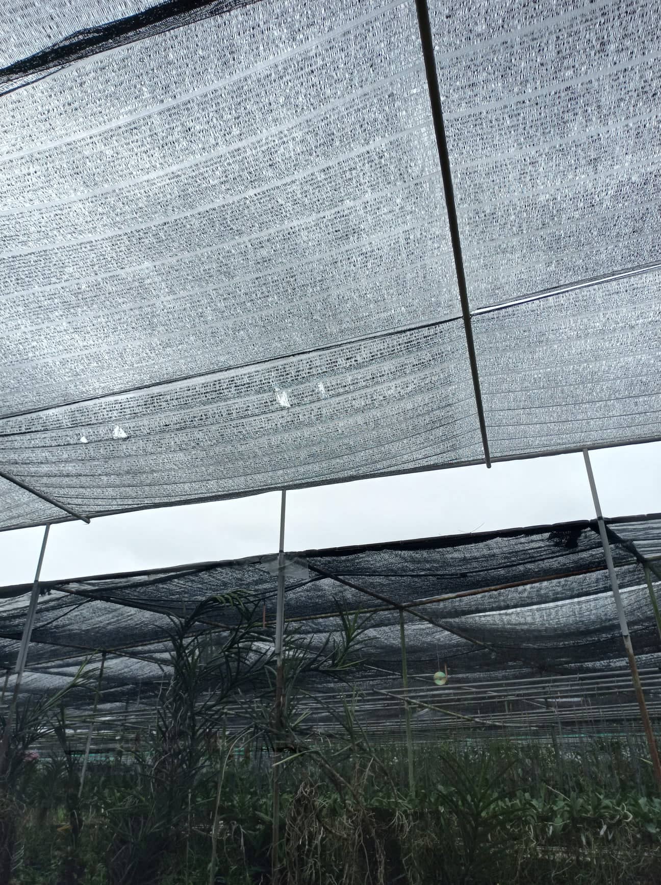 NET FOR GARDEN SHADE NET SUNSHADE SHADE PROTECTION FOR PLANTS - STRAW ...