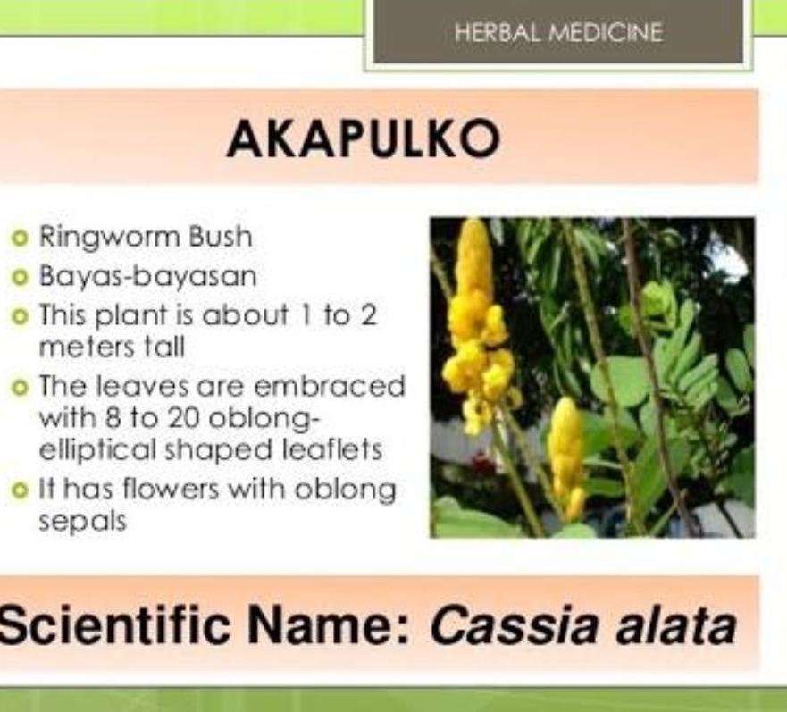 Cassia Alata or Akapulco seeds | Lazada PH
