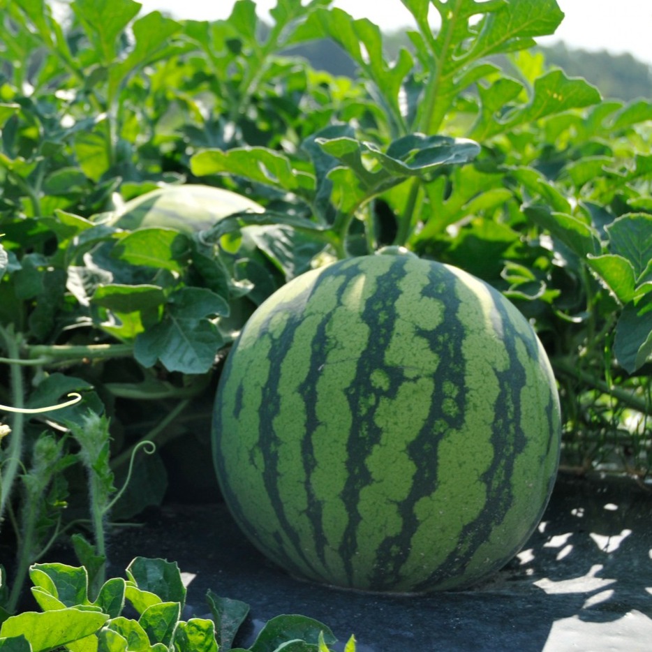 PAKWAN SEED`S (WATERMELON DRAGON) HYBRID | Lazada PH