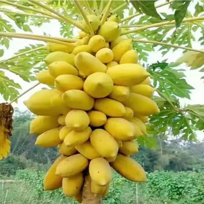 [Fast Growing] Dwarf Papaya Seeds Heirloom Variety Papaya Bonsai Seeds ...