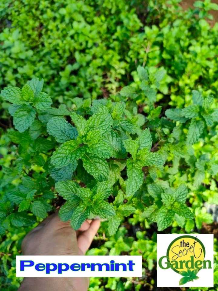Peppermint Herbal Plant with FREE garden soil (Live plant and Herbal ...
