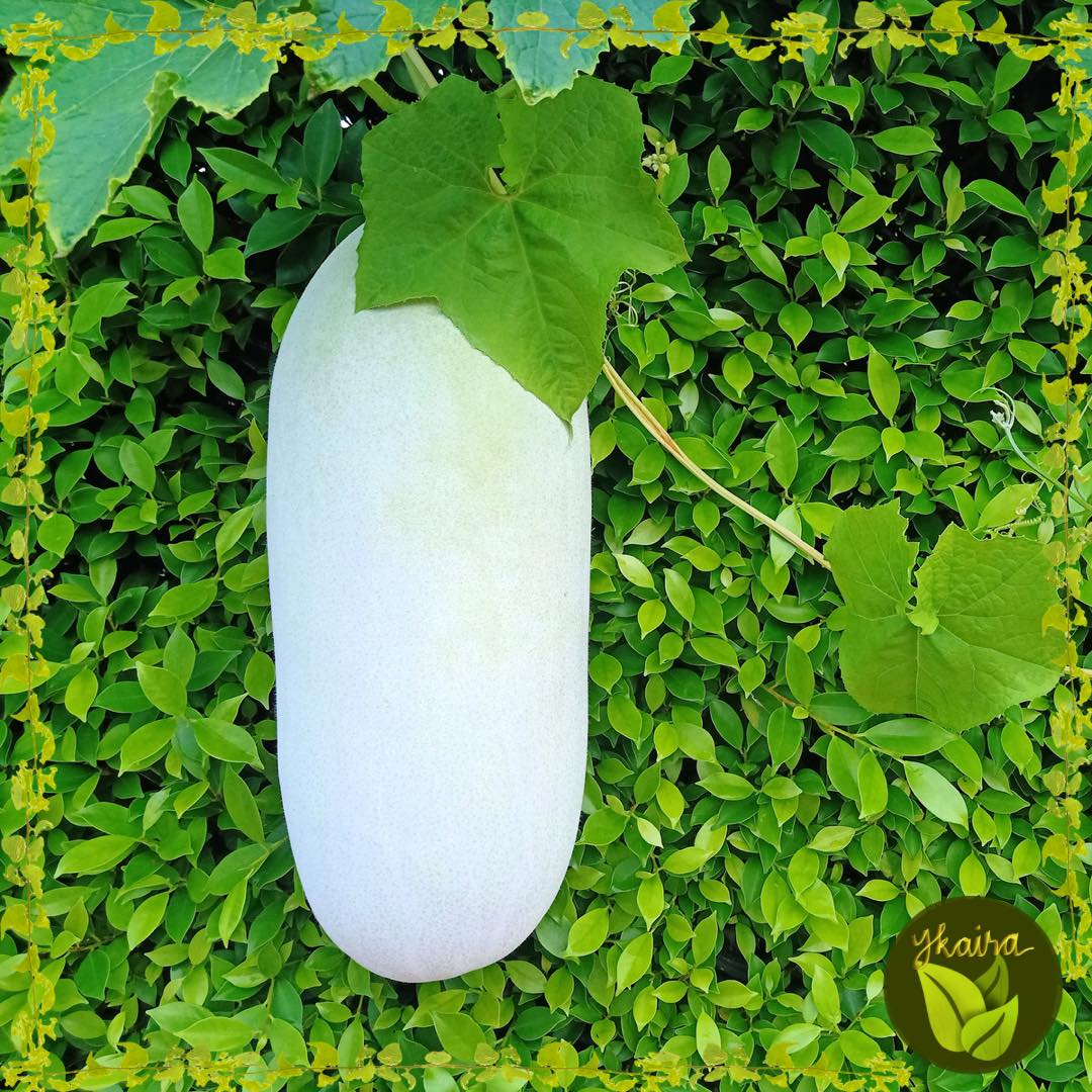 10 seeds for planting Benincasa hispida wax gourd wintermelon condol ...