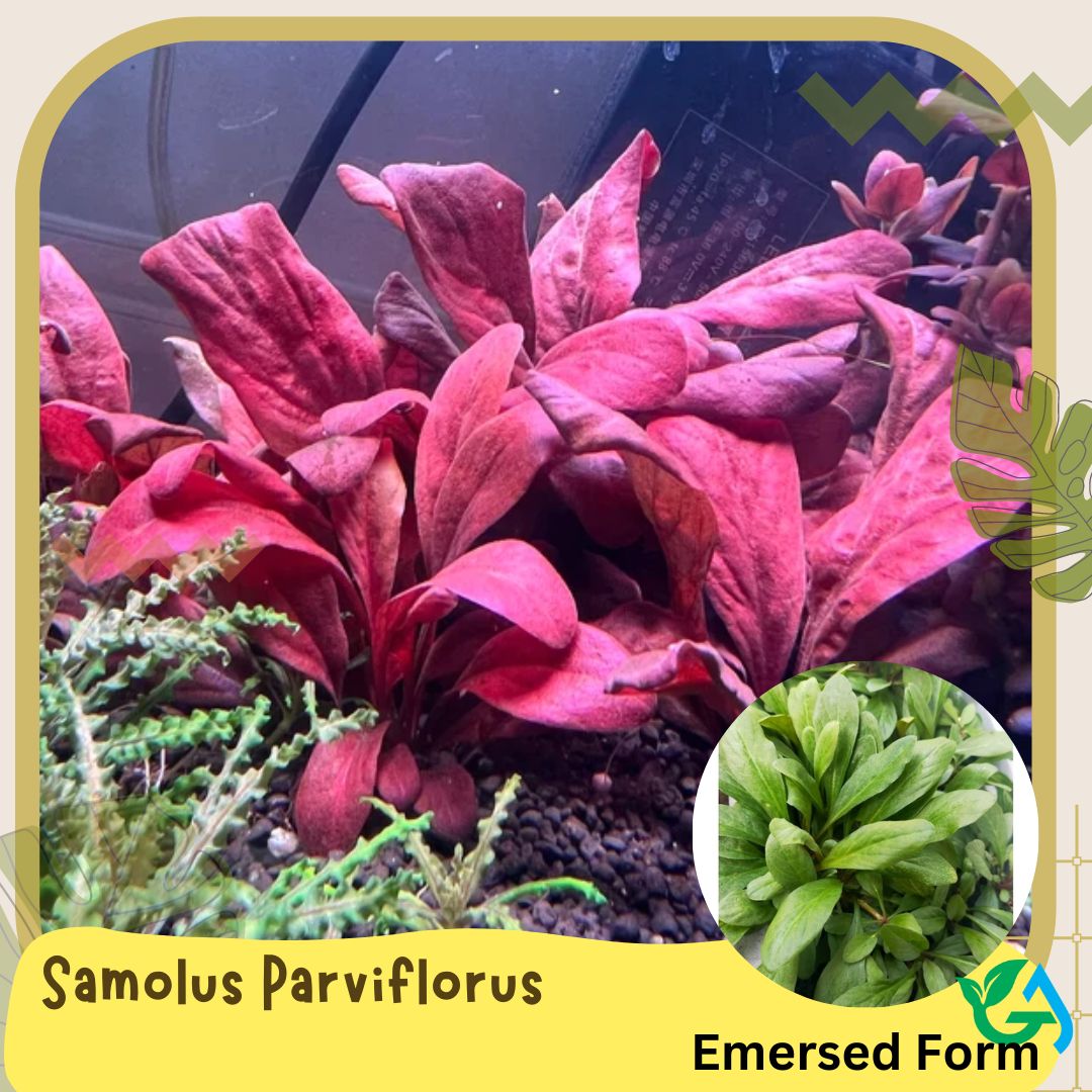 Samolus Parviflorus - Rare Aquatic Plants | Lazada PH