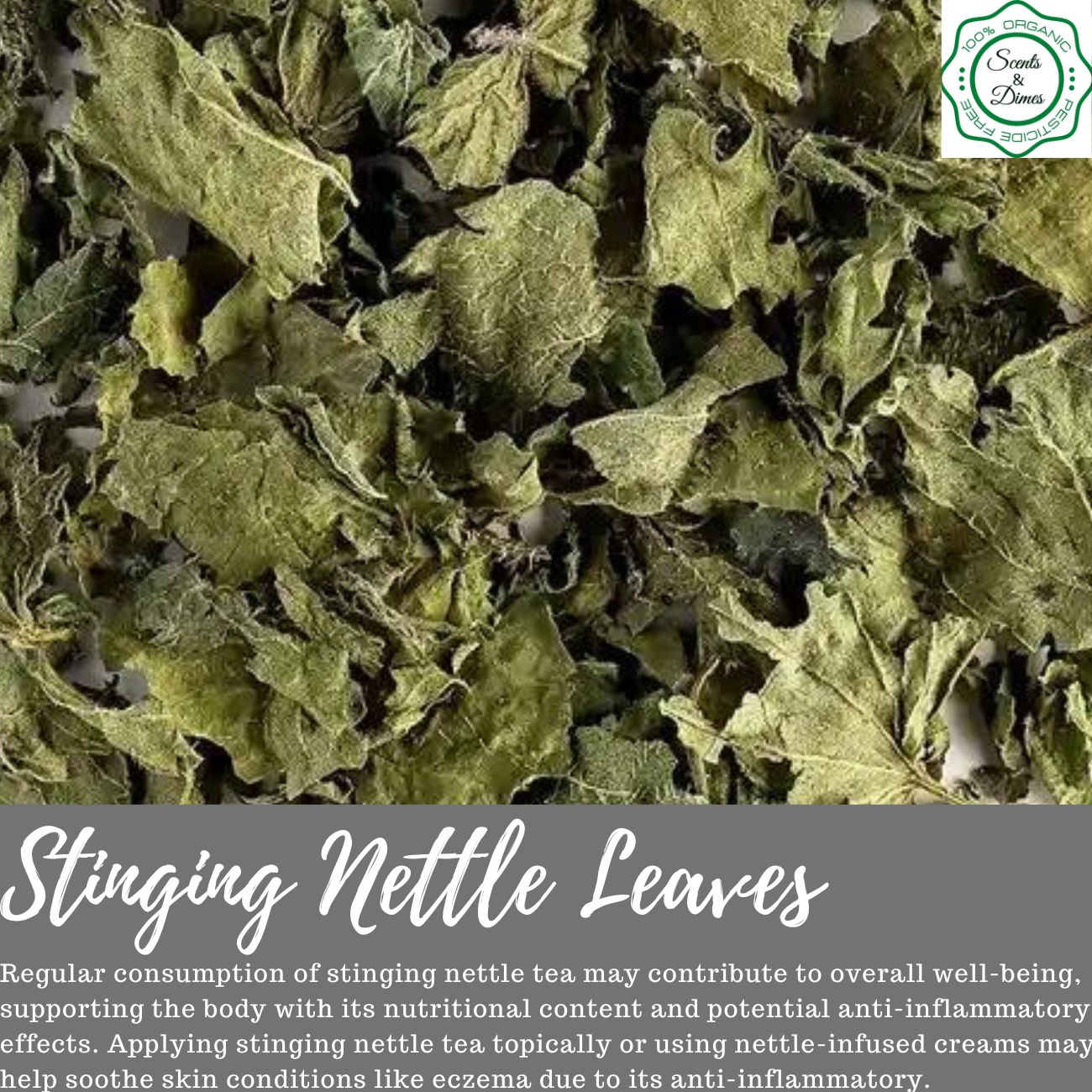 Dried Stinging Nettle Leaves Tea | Lazada PH