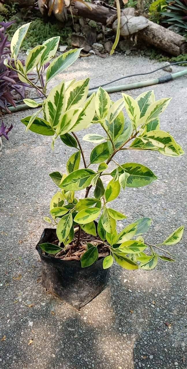 FICUS BENJAMINA(WEEPING PIG TREE) INDOOR PLANT-LIVE PLANT-READY TO ...