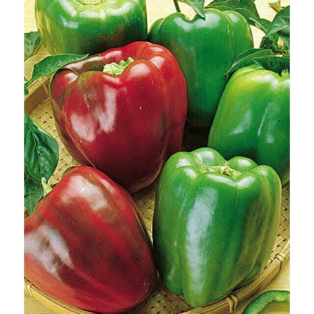 Large Bell Pepper Giant Vegetable Cayenne Seeds | Lazada PH
