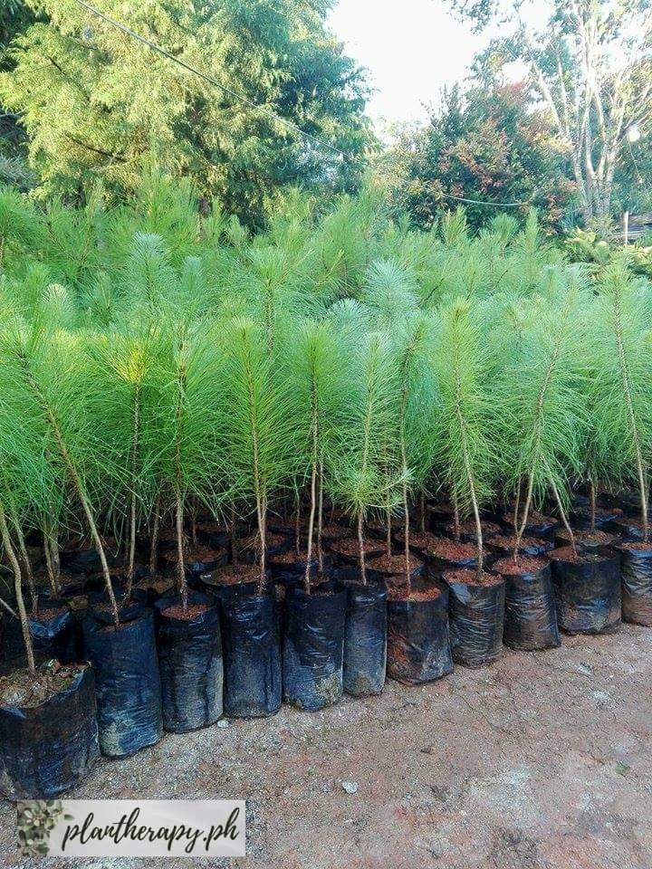 Benguet Pine Tree (Seedling 1FT Tall) - Free pot and white pebbles ...
