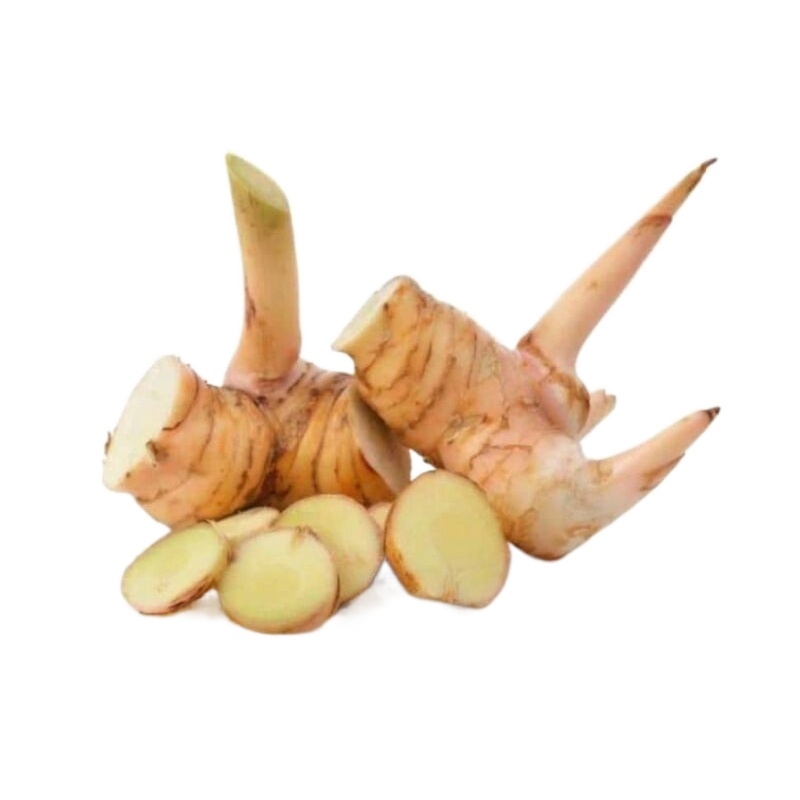 Galangal Roots Langkawas Laos Thai Ginger | Lazada PH