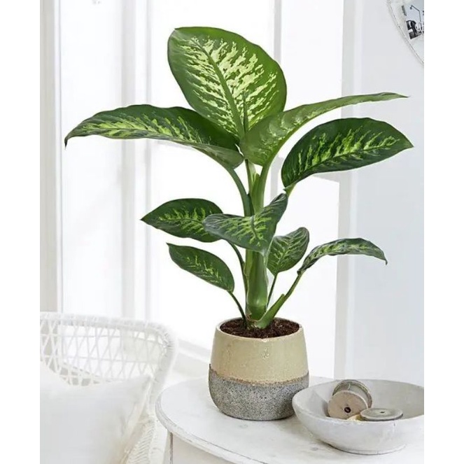 ♤Dumb Cane Big Leaves for indoor Ornamental and outdoor Live Plants ...