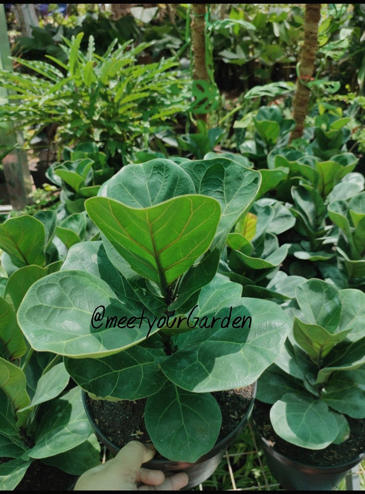 Fiddle Leaf Fig Tree Bambino with FREE white plastic pot, pebbles and ...