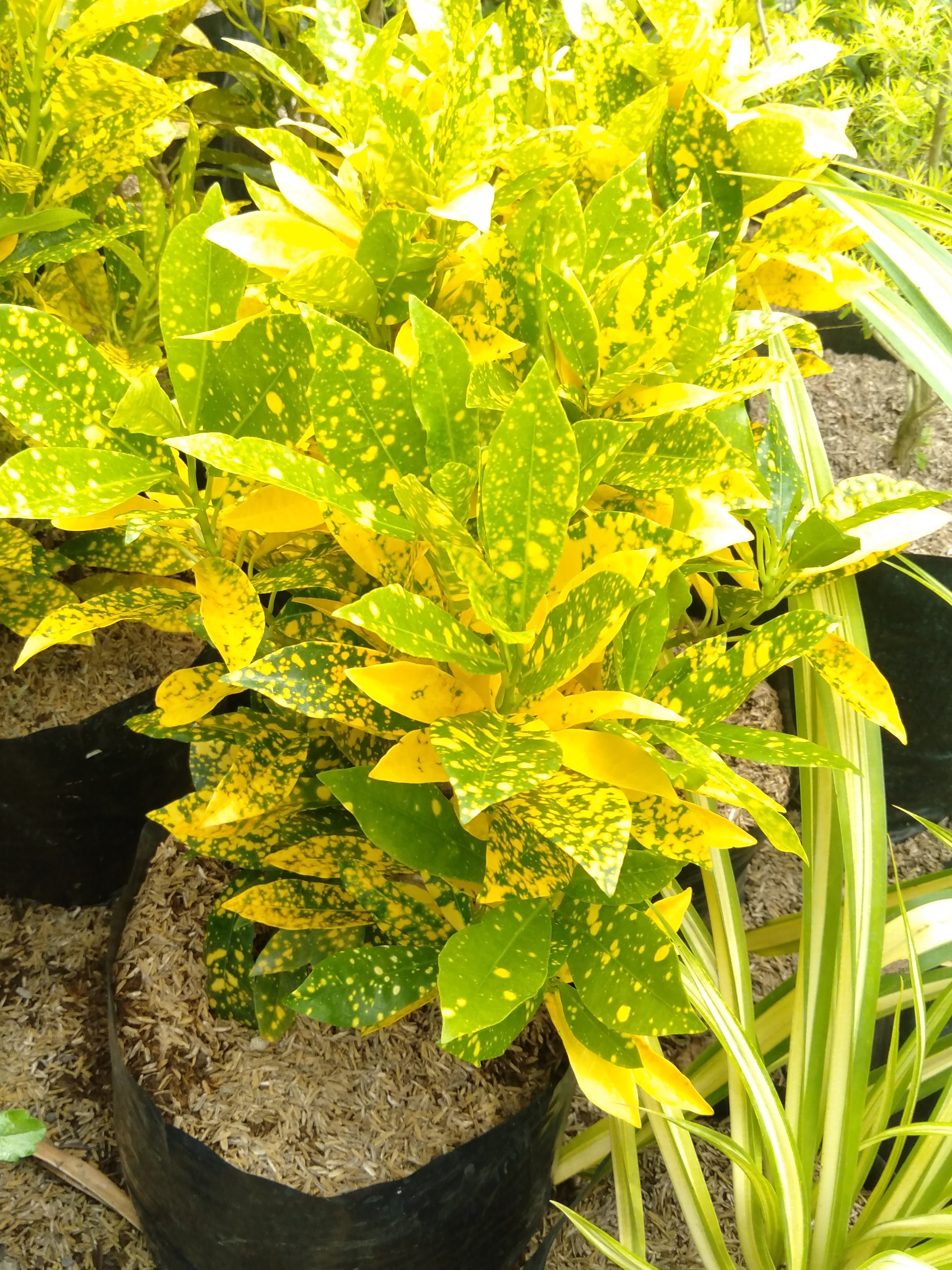 Croton (Gold dust)l | Lazada PH