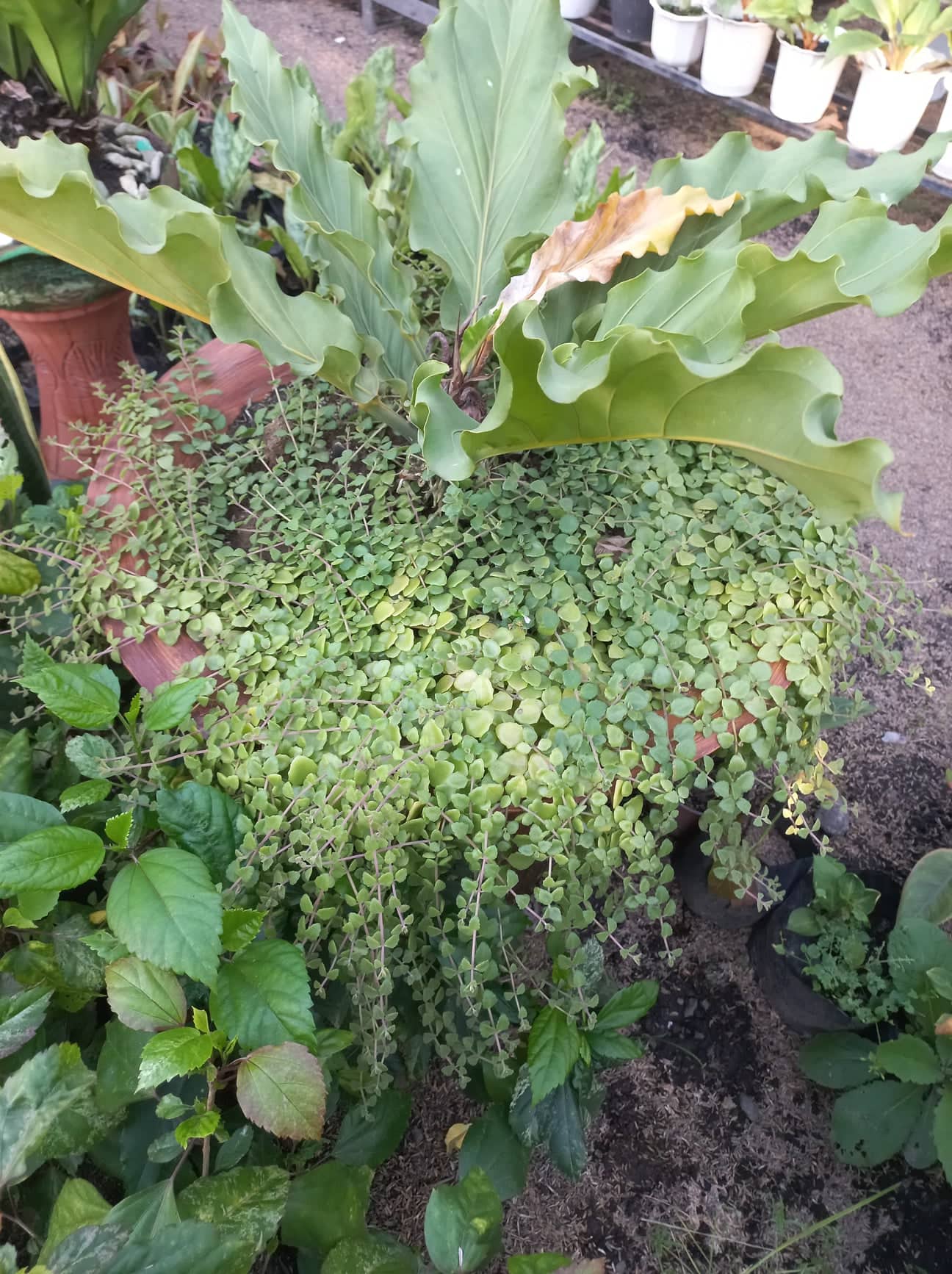 STRINGS OF PILLOW PLANT HANGING PLANT CUTTINGS ONLY CUTTINGS ONLY 10 TO ...