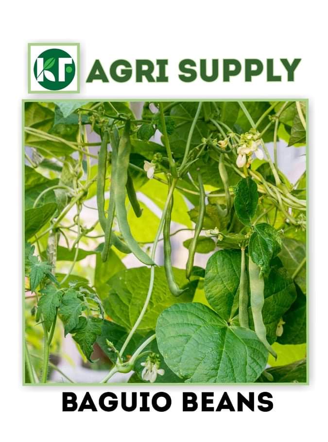 HIGH YIELDING BAGUIO BEANS EASY TO GROW VEGETABLE SEEDS (16 SEEDS ...