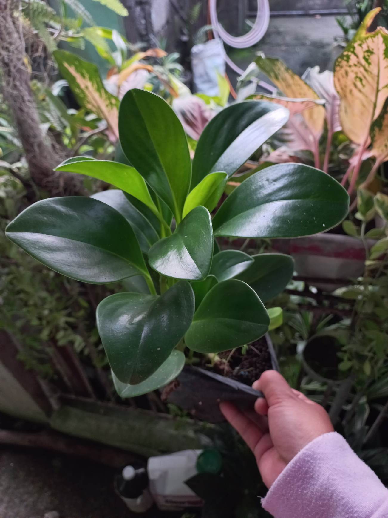 PEPEROMIA MAGNOLIIFOLIA PEPEROMIA OBTUSIFOLIA PLANT BABY RUBBER TREE ...