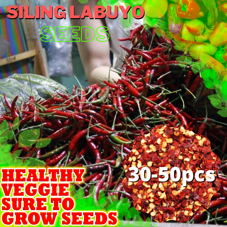 Siling Labuyo Hybrid ( 5-10pcs ) - Hot Pepper Taiwan Chili / Siling ...