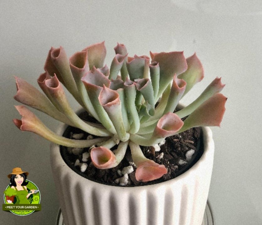 Echeveria Magic Flute Succulent (included pot, pebbles and soil ...