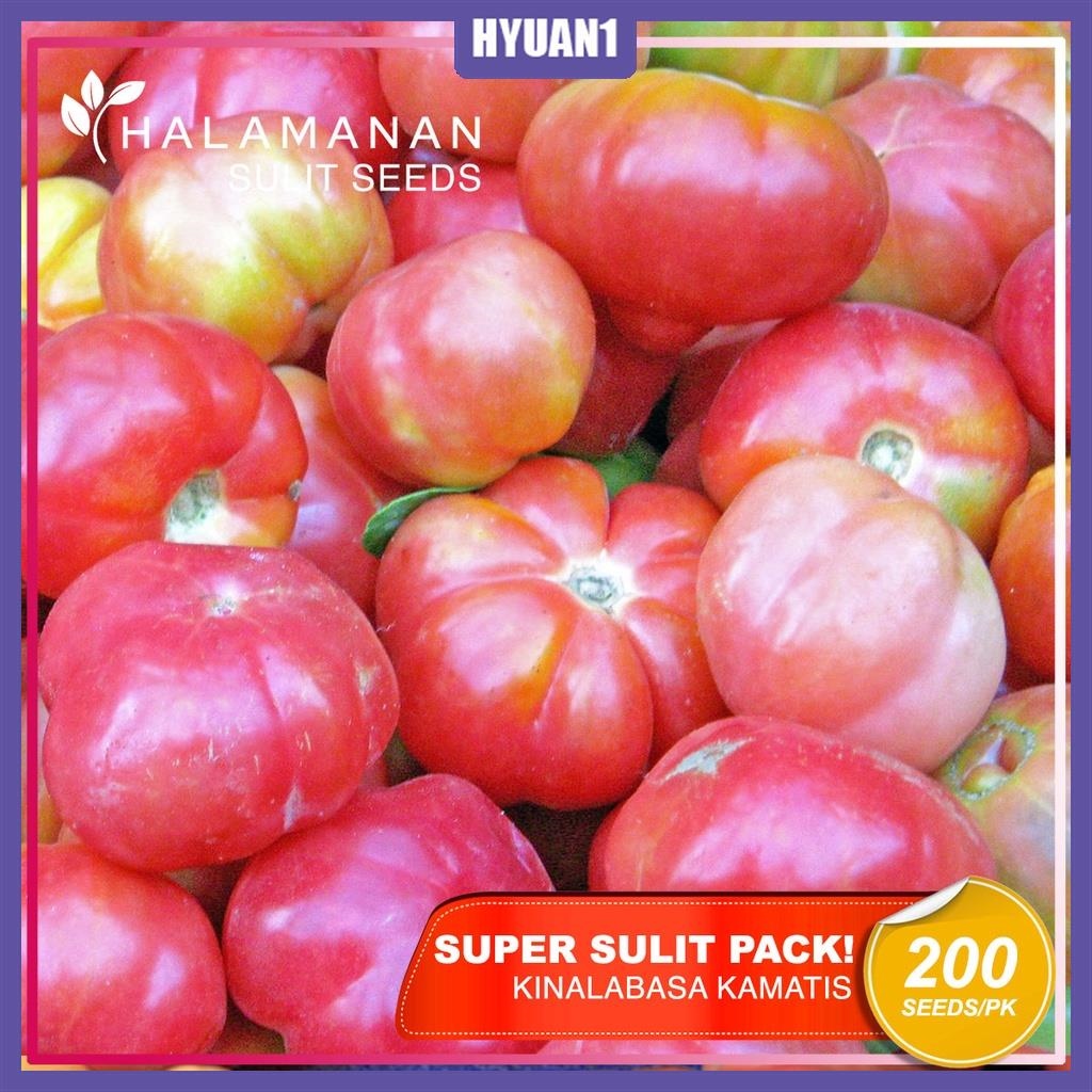 HYuan1 TOMATO - KINALABASA TAGALOG VEGETABLE SULIT SEED PACK [Halamanan ...