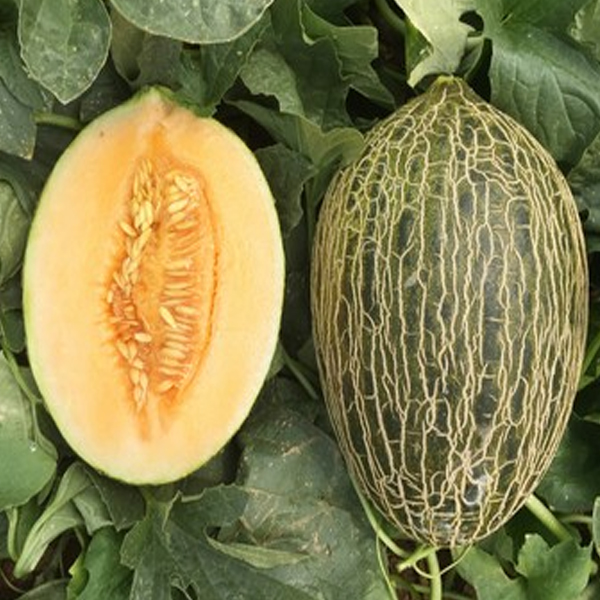 King Show Melon Seeds - Melon King Show Seeds - Imported Fruit Seeds ...