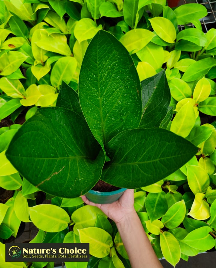 Anthurium Jenmanii "Cardboard" 1 FT Tall (Limited Stocks Only) with ...