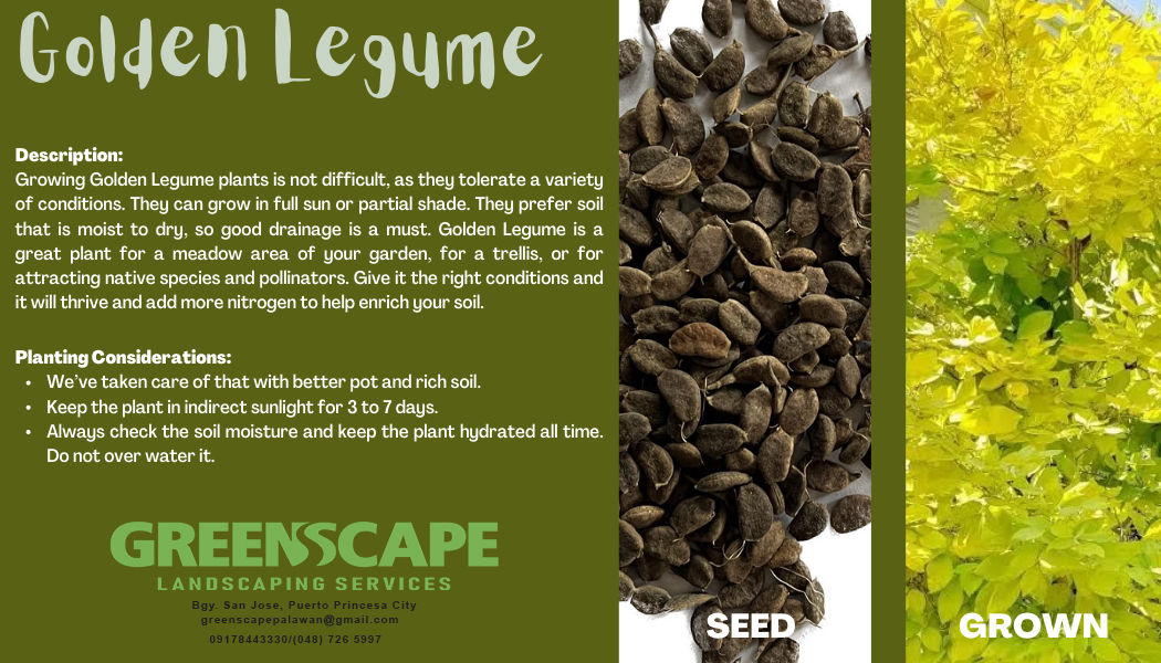 GOLDEN LEGIUM/LEGUME TREE (50pcs/Pack) | Lazada PH