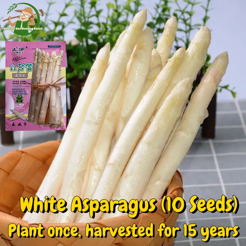 100% Original Organic Asparagus Seeds for Planting (10 Seed - Green ...