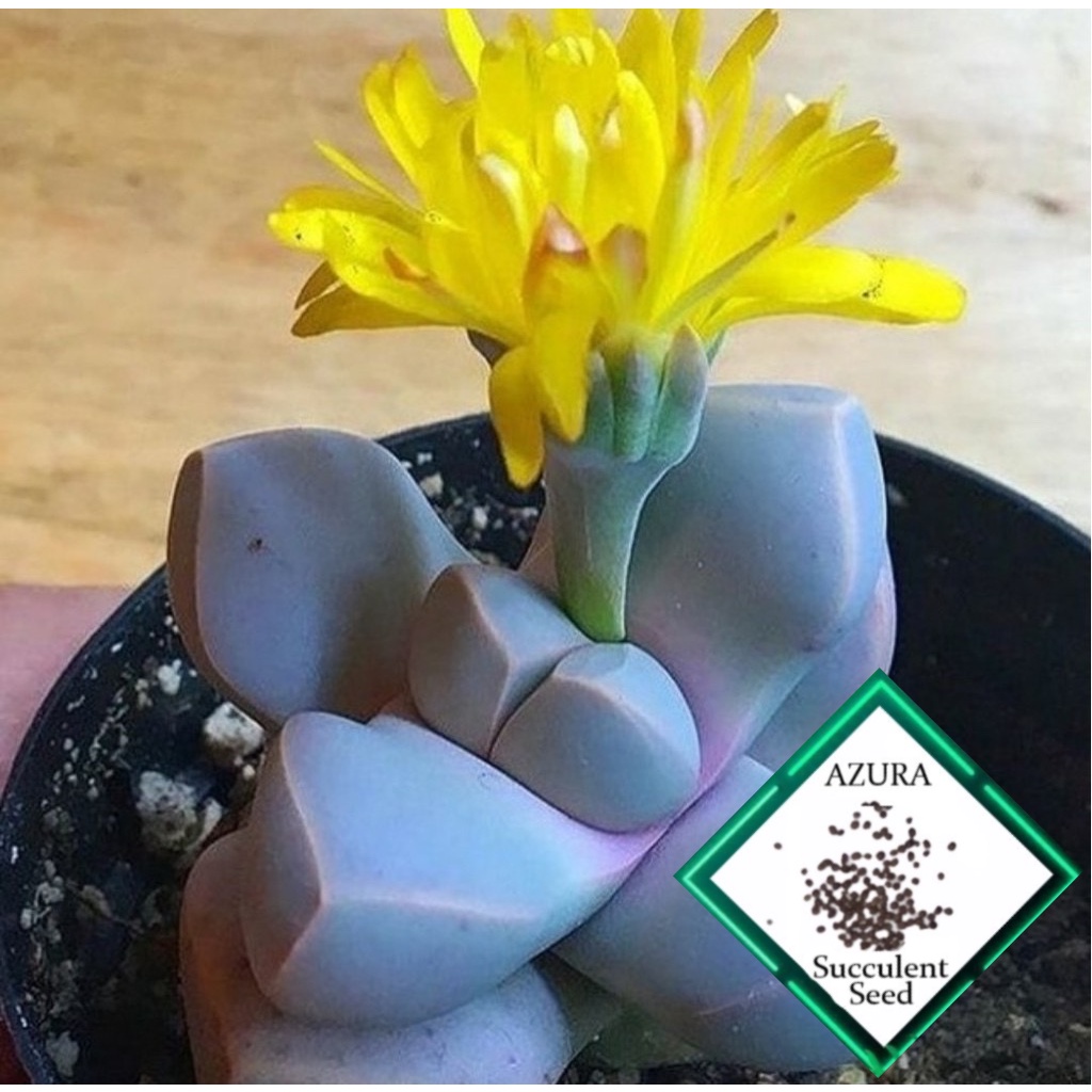 Premium-Quality " Adenium Seeds Red Black " Approximately Plant Seeds ...