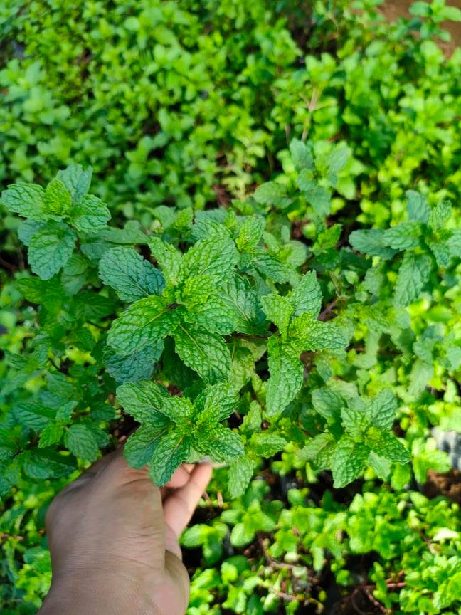 Peppermint Live Plant (STRICTLY LUZON ONLY) with FREE garden soil (2 ...