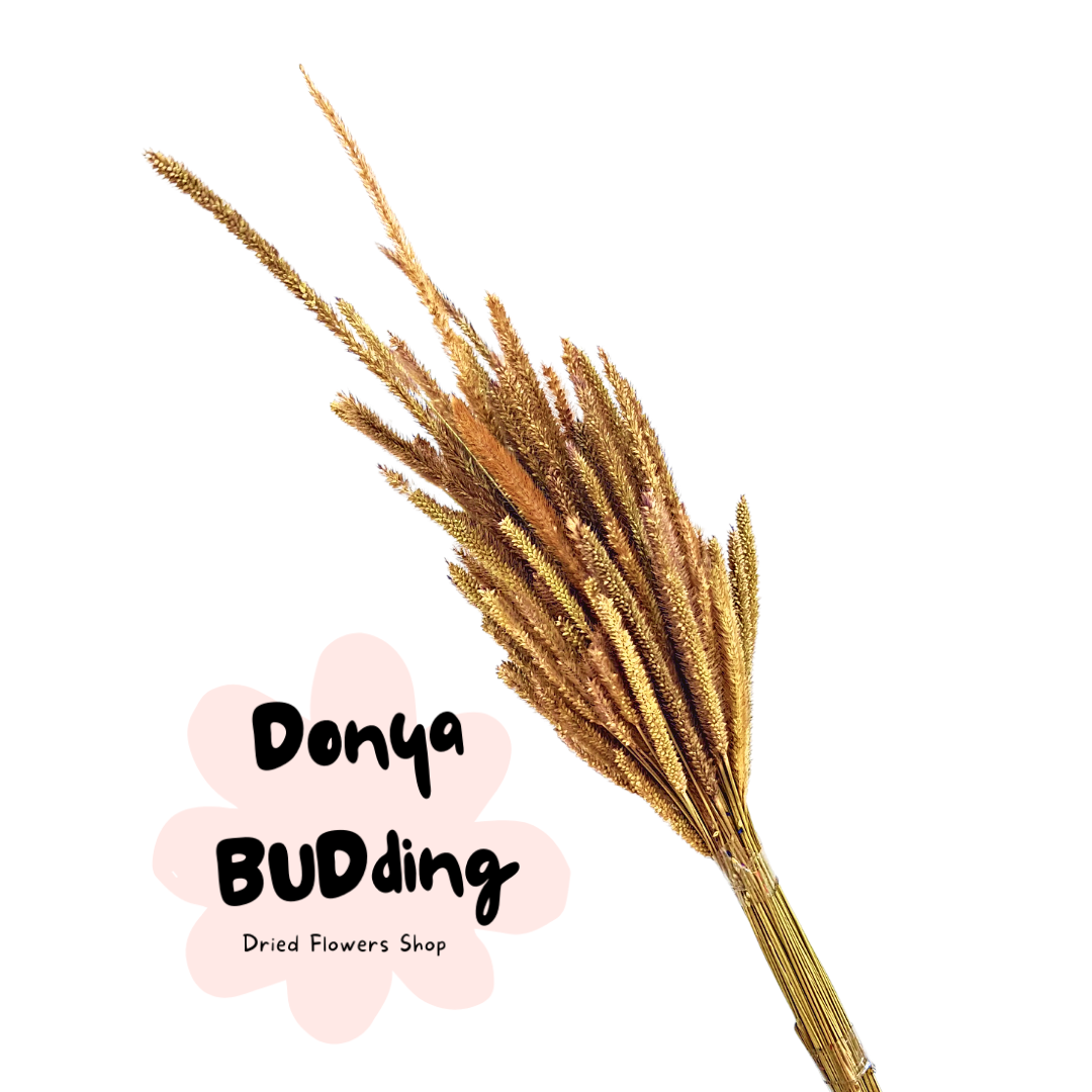 Dried Rat Tail (Full-Bundle) | Dried Flowers | Donya BUDding | Lazada PH