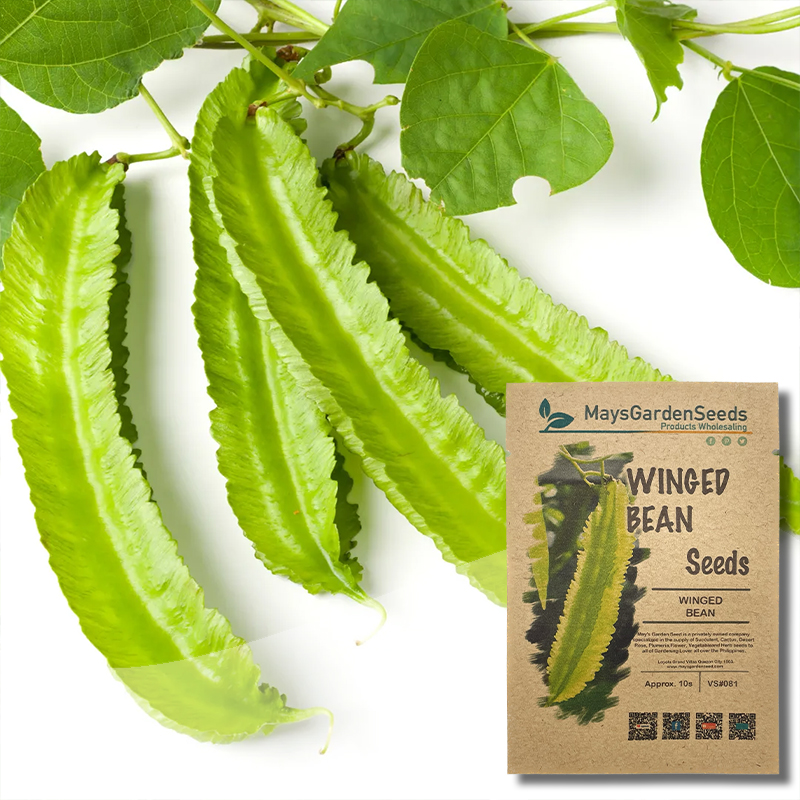 Winged Bean Seeds, Sigarilyas Seeds, Vegetable Seeds#081 | Lazada PH