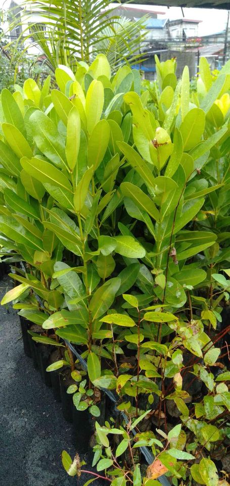 bitaog tree | Lazada PH