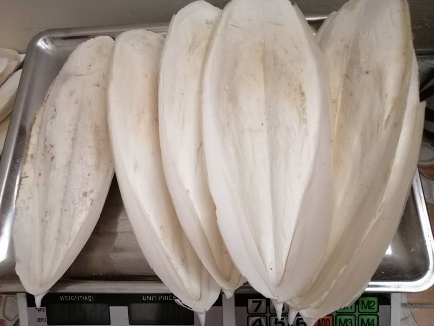 Cuttlebone (Set of 5 plus 1 free) | Lazada PH